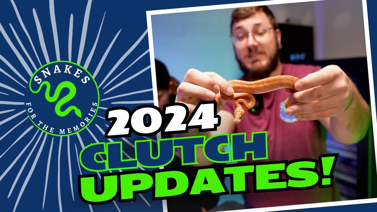 Super Asphalt Clutch Reveal and Full Hatchling Update! - YouTube