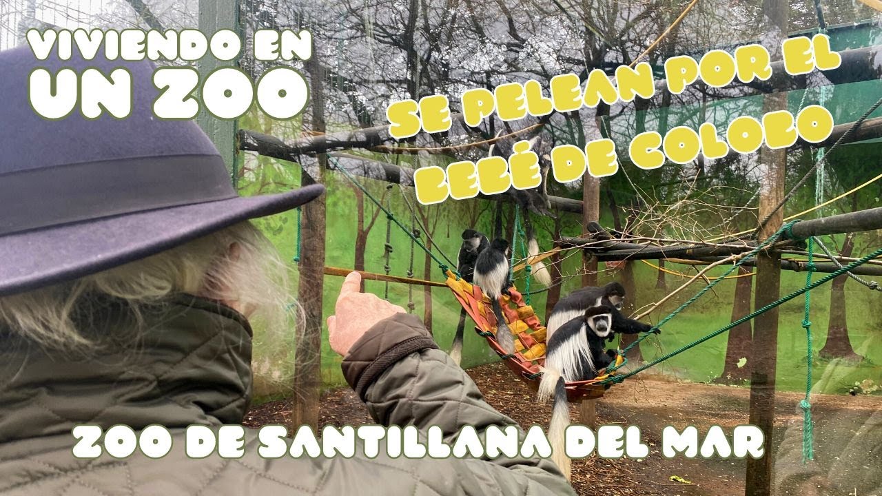 Viviendo en un zoo: Se pelean por el bebé de Colobo | Zoo de Santillana ...