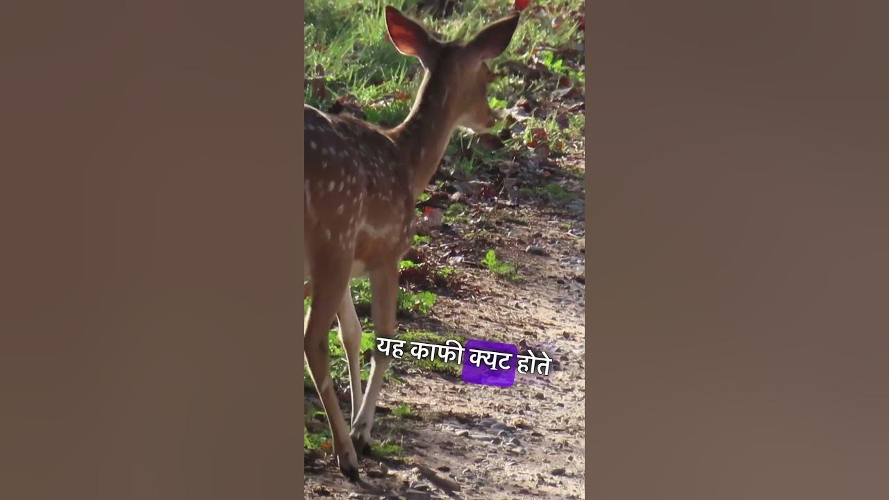 शांतिप्रिय चीतल जानवर: एक मांसाहारी जानवरों के लिए एक अच्छा टेस्टी खाना ...