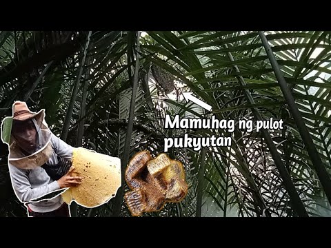 JESS BEE TV| Wow napalaking pukyutan nito - YouTube