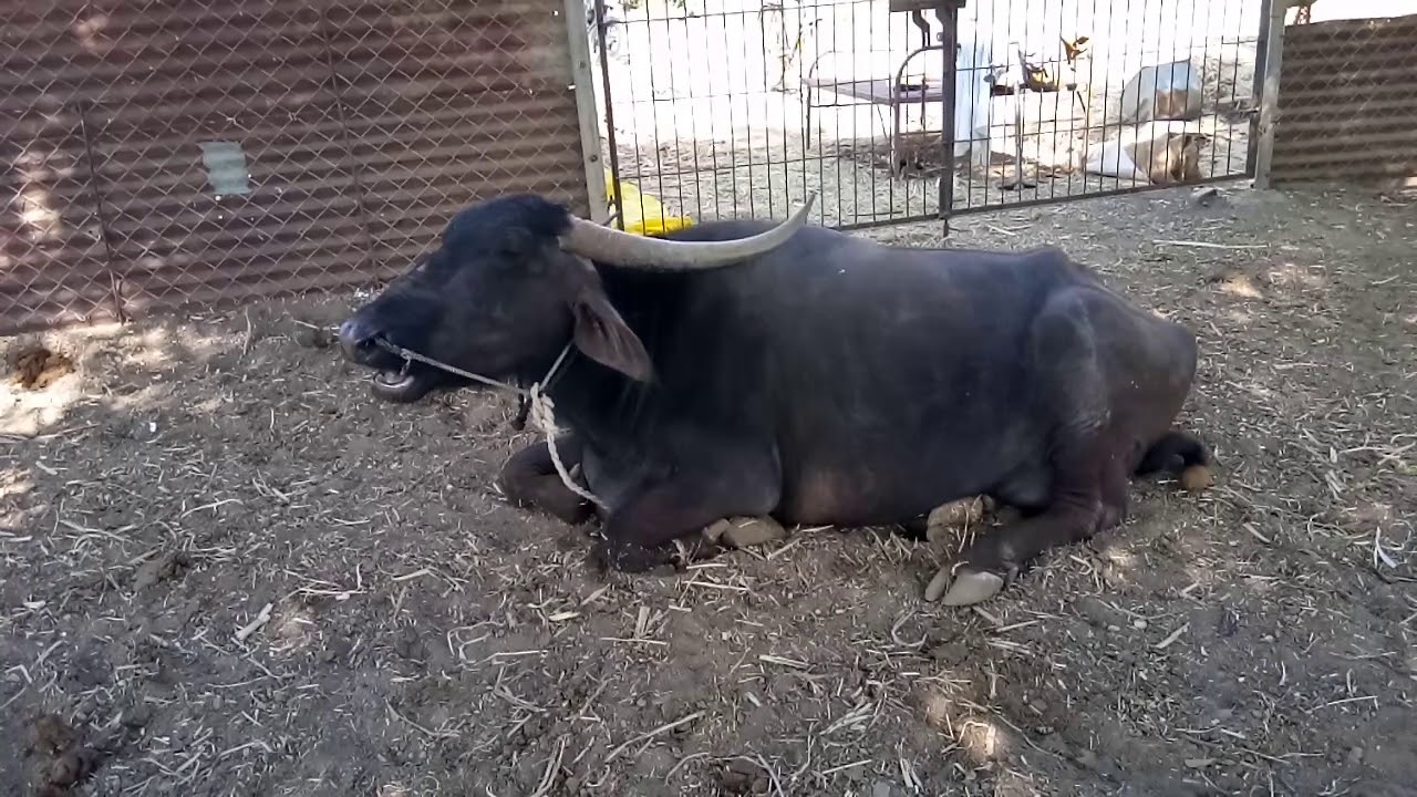 BUFFALO | unbelievable cow aur buffalo ke liye ek Mukta Gotha - YouTube