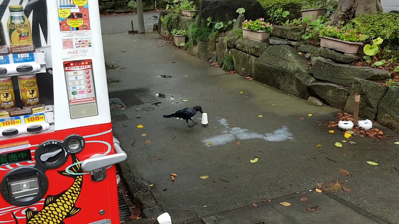 Japan - Crow Drinking Coffee?! - YouTube
