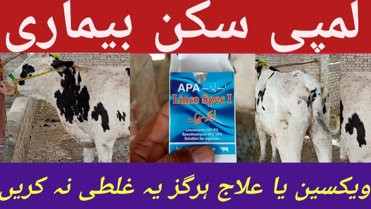 Lampy Skin Disease 2025 in Pakistan ||Treatment of Lampy Skin - YouTube