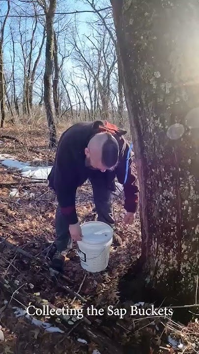 Sap Collection Shorts Youtube