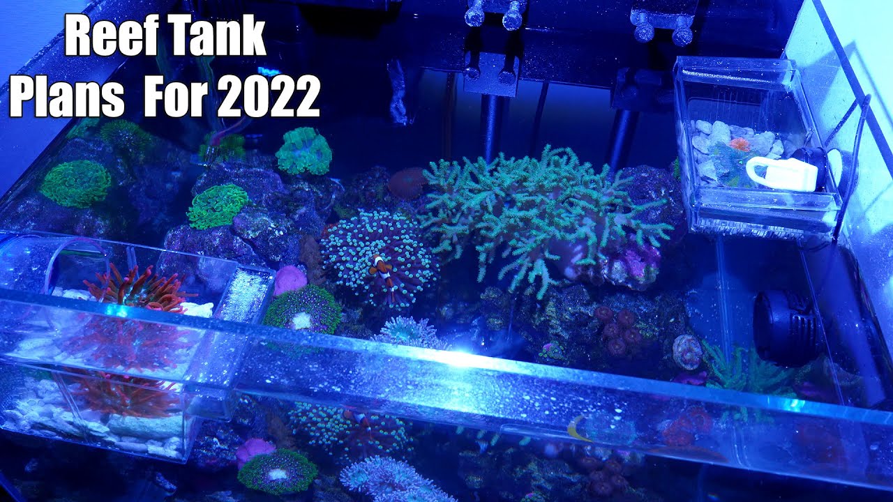 Reef Tank Plans for 2022...New Reef Setup? - YouTube