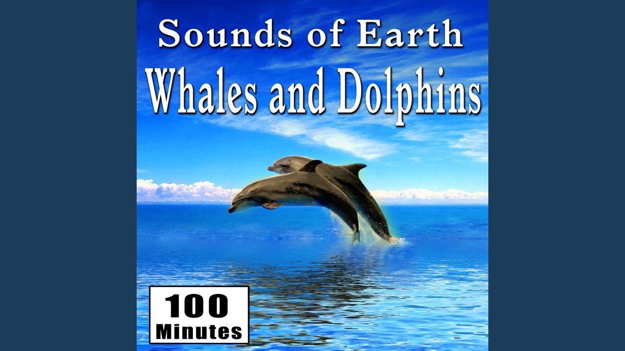 Whale Song and Blow Whole Sounds with Dolphin Chatter (Whales and ...