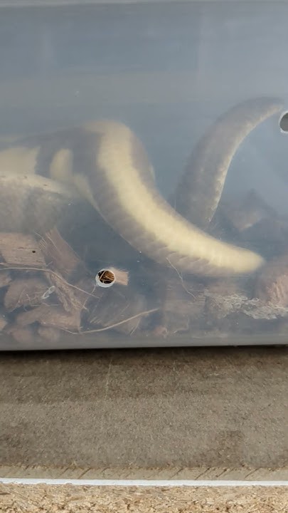 Really Cool Ball Python Lock! - YouTube