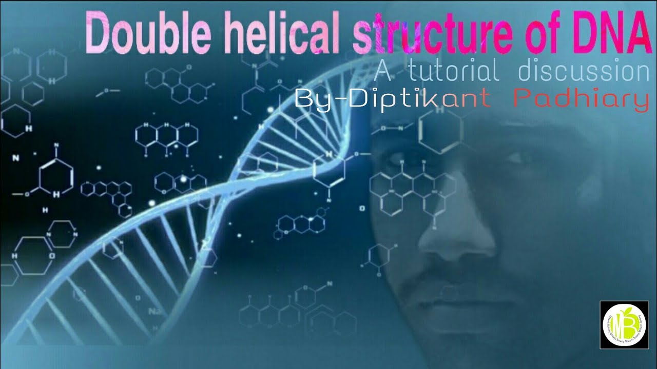 Double helical structure of DNA(molecular basis of inheritance)# ...