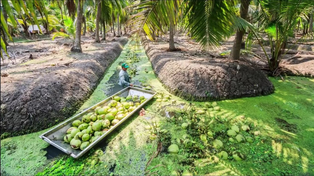 #Wow!!! #Amazing new #coconut #Technology. _ #Coconut #Tree special ...