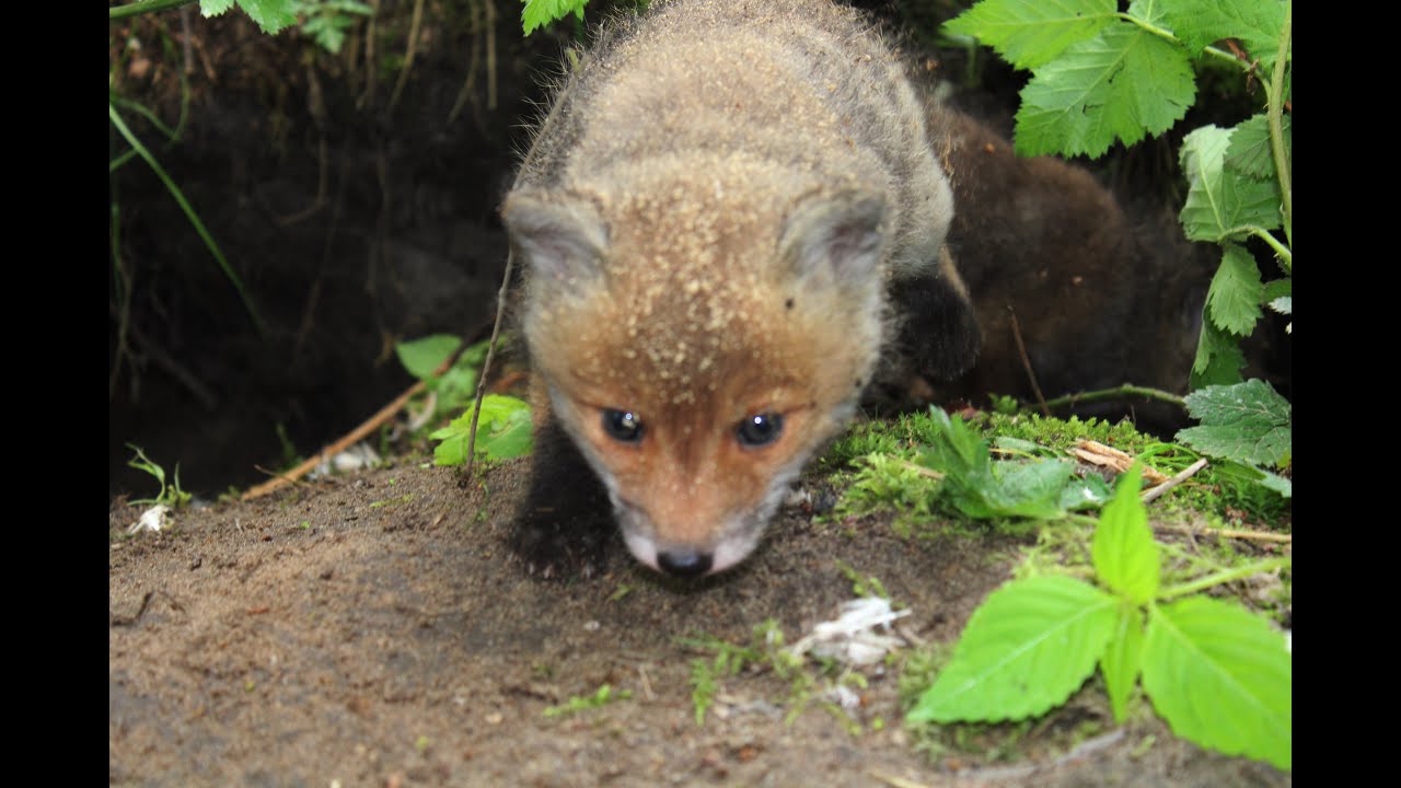 Fuchs Baby teil 3 - YouTube