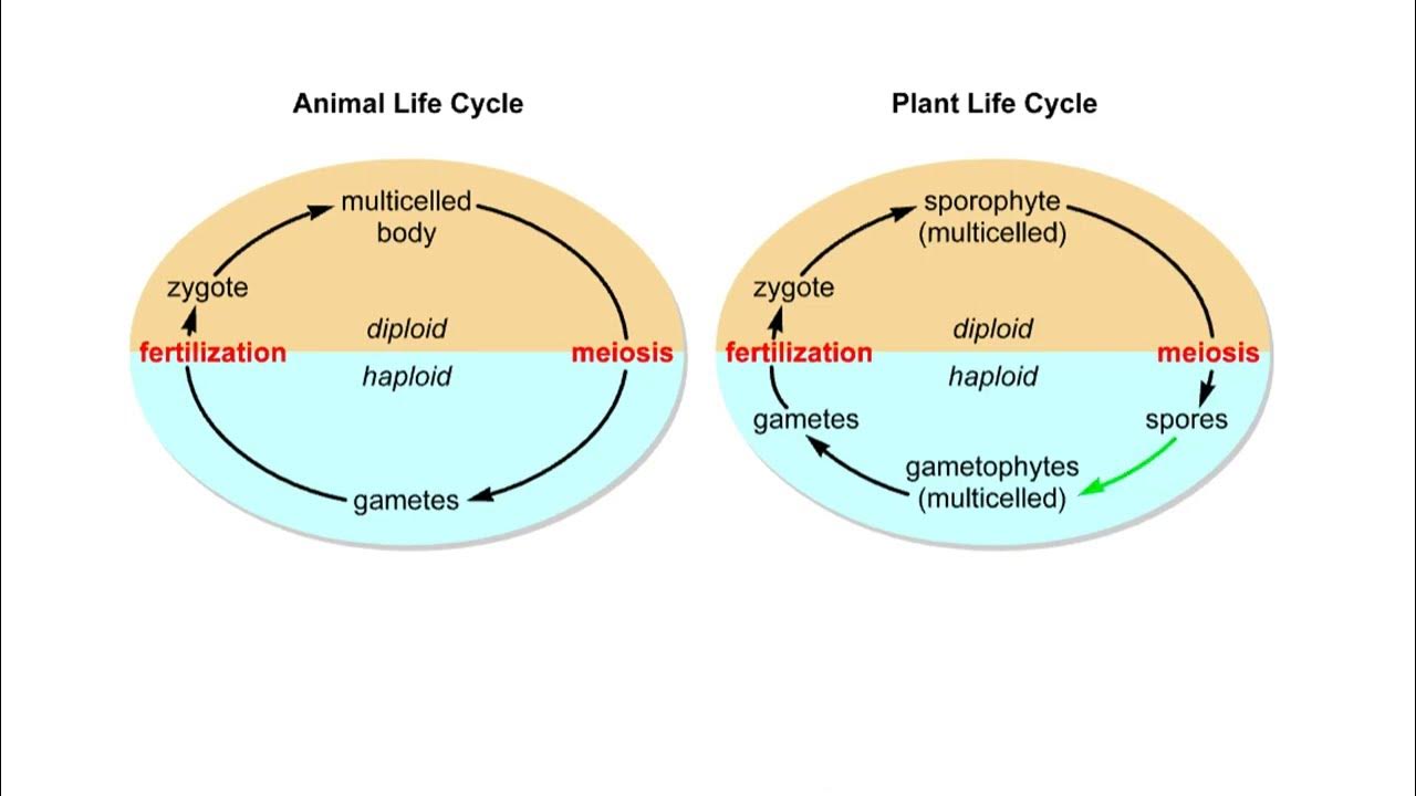 Generalized life cycles for plants and animals Animation - YouTube