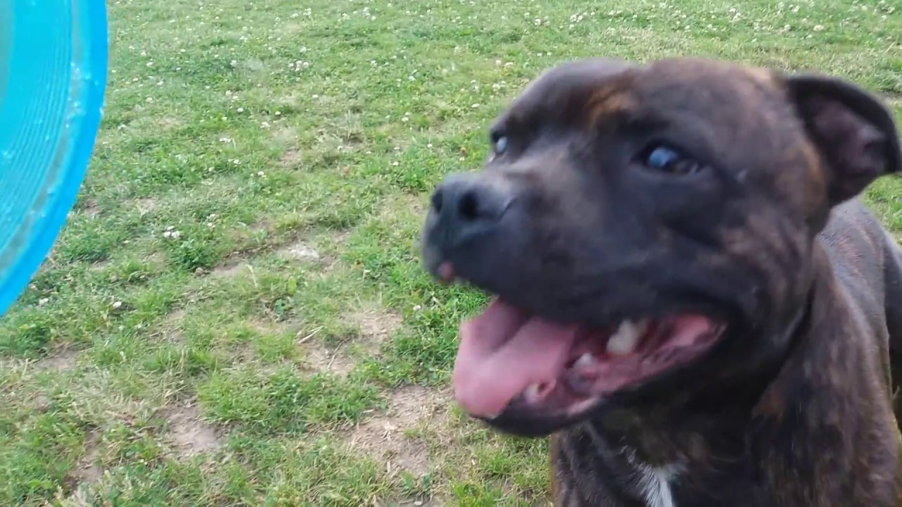 STAFFORDSHIRE BULL TERRIER - Rip / Ripper - YouTube