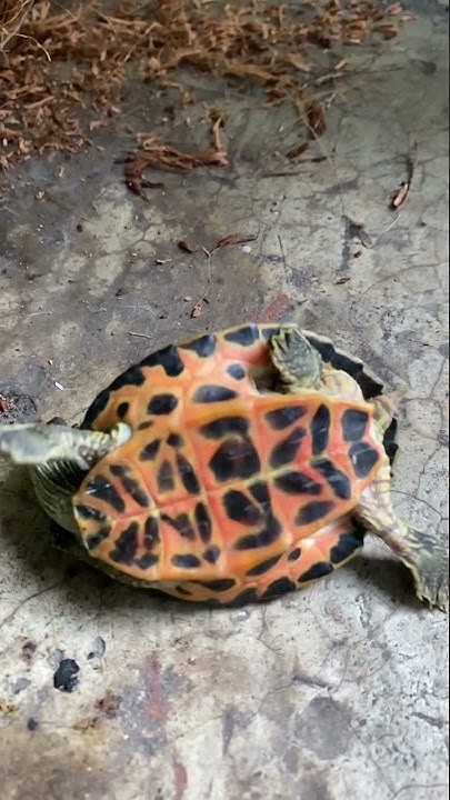 Beautiful Little Turtle Jumping In Slow Motion - YouTube