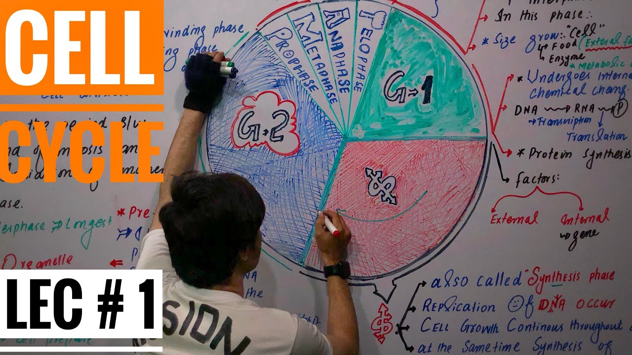 Introduction to Cell Cycle | Cell Cycle concept | 9th biology - YouTube