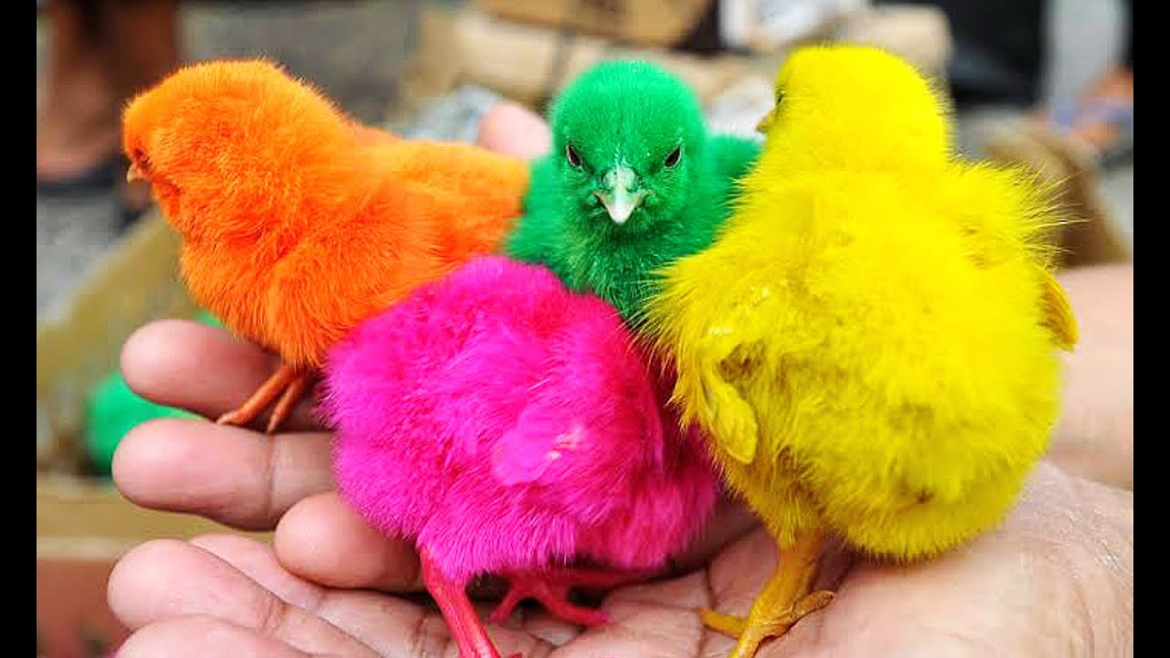 100 Colorful chicken chicks very beautiful and cute baby's 😍🐣🐥🐣 - YouTube