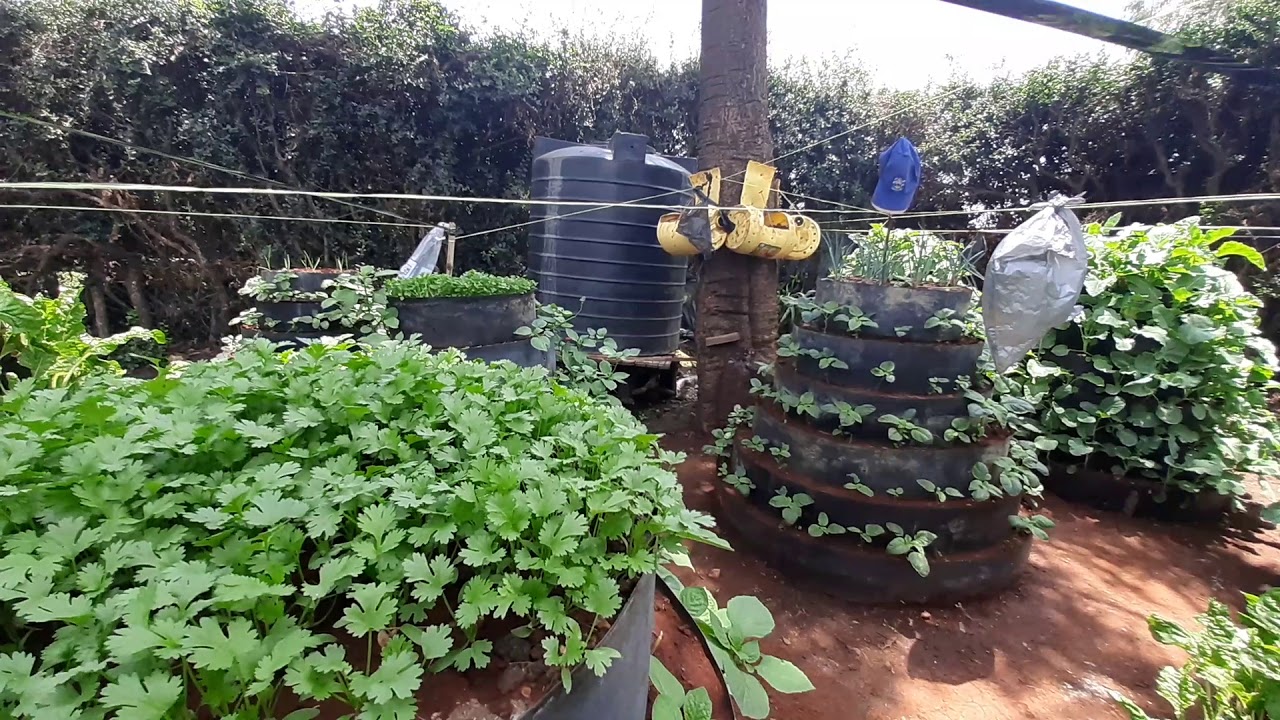 The urban farmer,multistorey farming along ngong road call 0721228650 ...