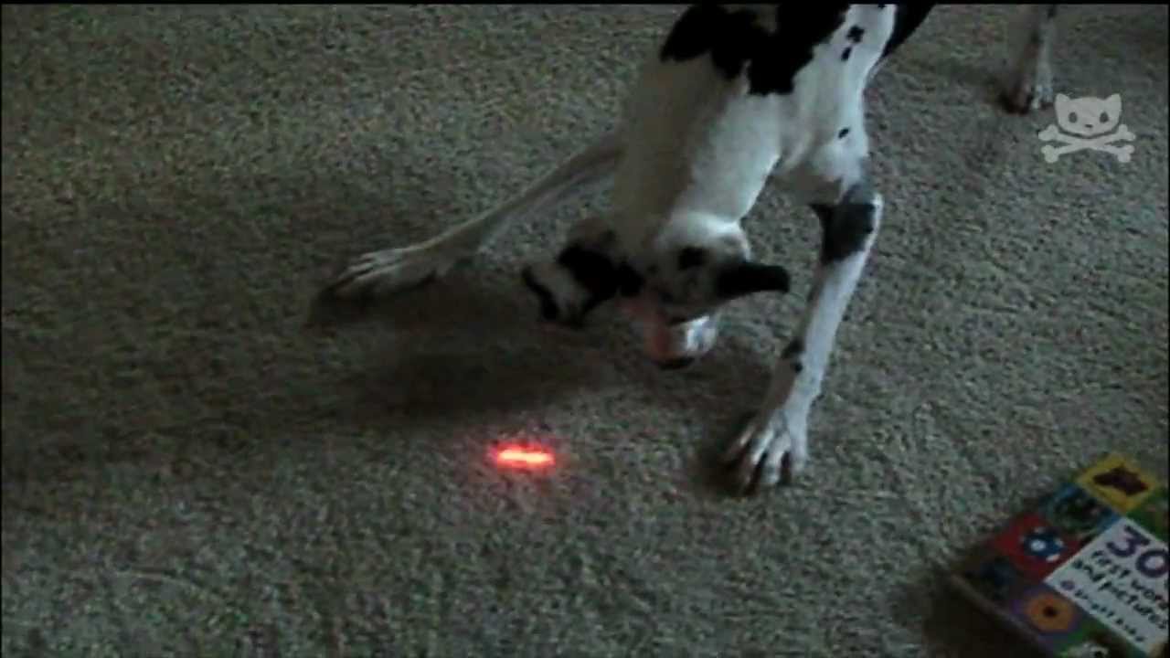 Dog and Baby Chase Unstoppable Light - YouTube
