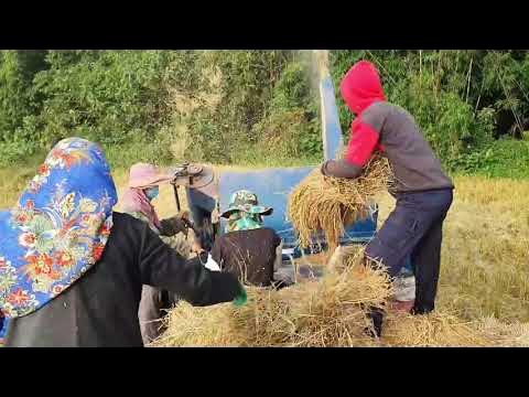 nyob zoo sawv txov rov mus pab tij laug tshaj koob thiab kuv niam lawv ntaus nplej 4 ພະຈິກ 2024 ...