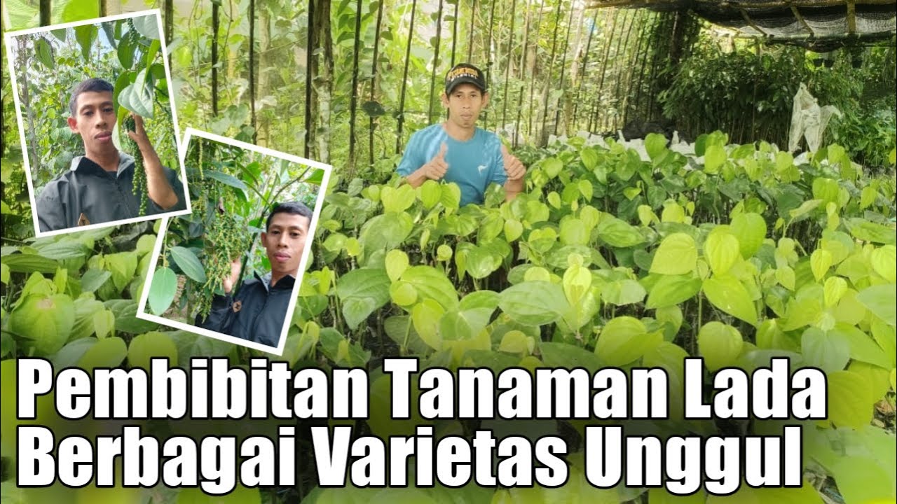 REVIEW BIBIT LADA UNGGUL BERBAGAI VARIETAS, 99% TAHAN TERHADAP BUSUK ...