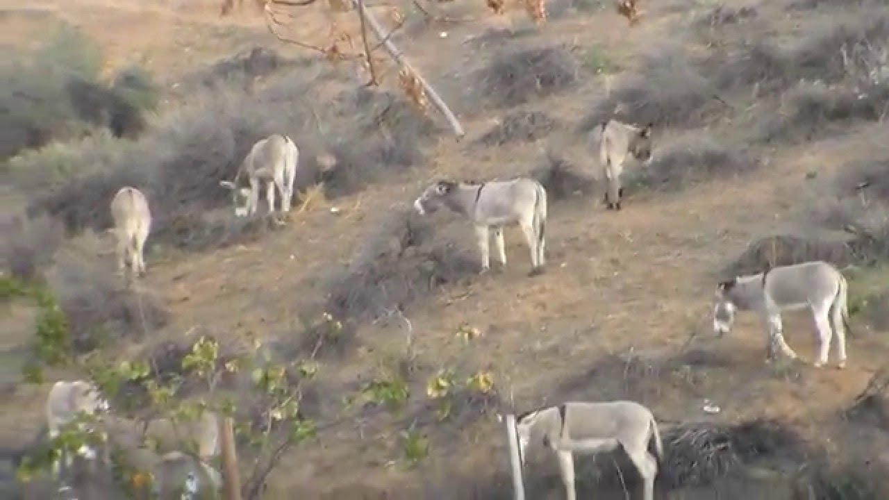 Wild Donkeys in Reche Canyon Colton California - YouTube
