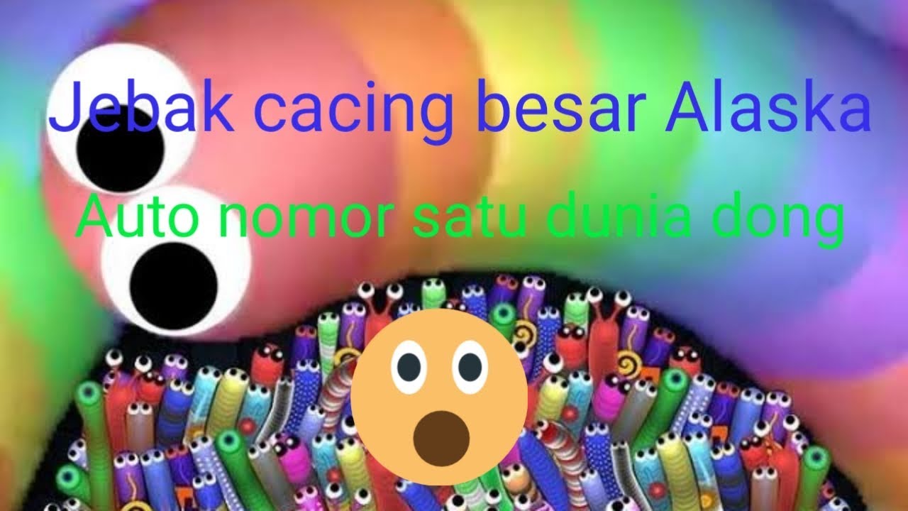 Jebak semua cacing besar Alaska, akhirnya jadi nomor satu dunia dong ...
