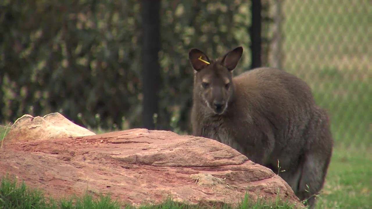 Zoo Tales: Wallaby Exhibit - YouTube