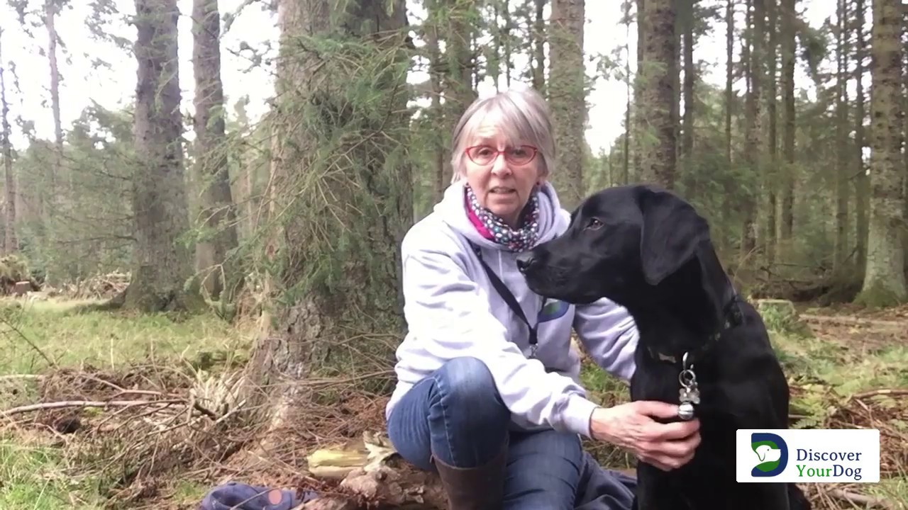 Discover Your Dog - An Introduction - YouTube