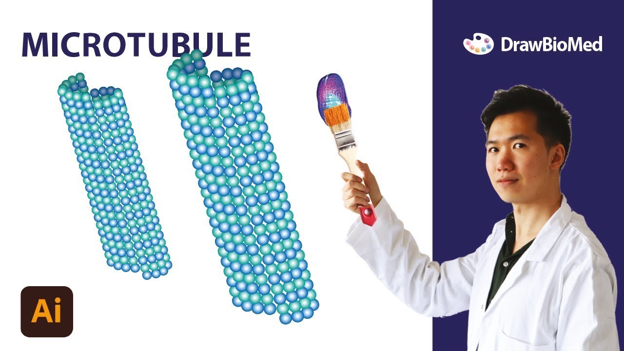 How to Draw Microtubule in Adobe Illustrator |Schematic Scientific ...