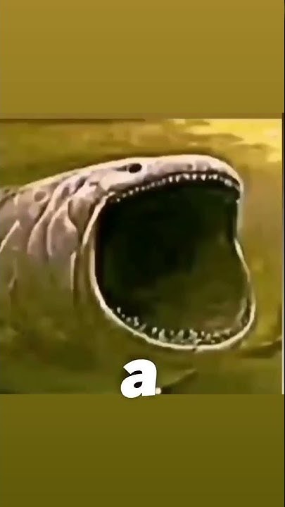 A whale meme - YouTube