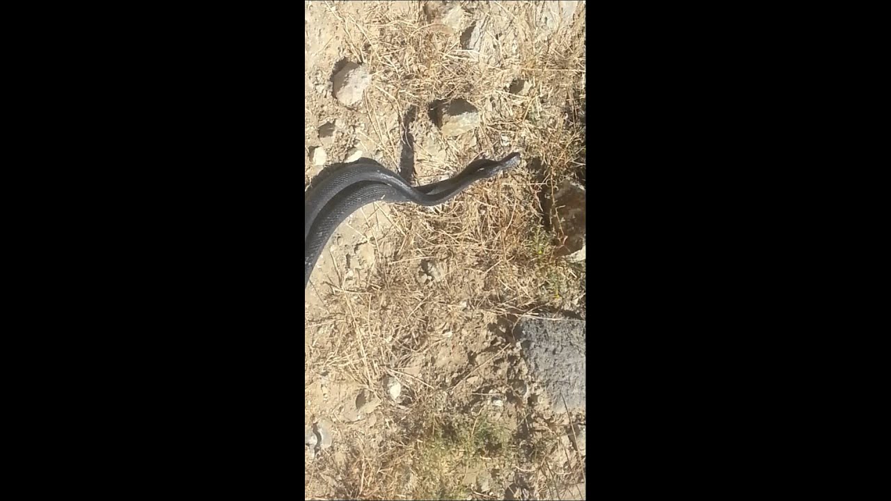 Turkish life.. snakes - YouTube