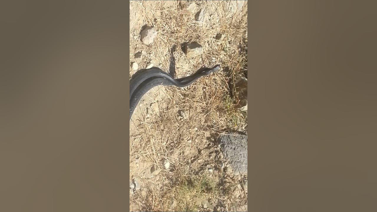 Turkish life.. snakes - YouTube