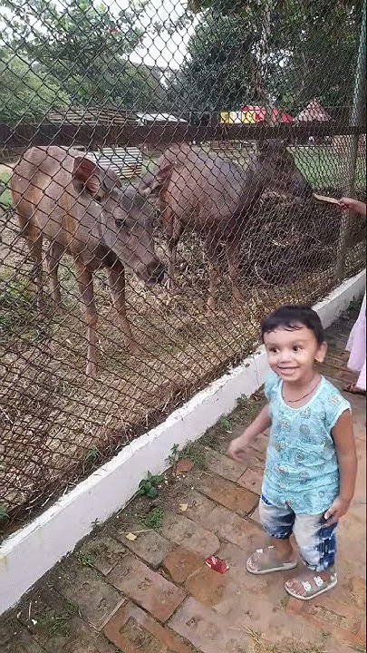 Mini zoo at Savar ( সাভার মিনি চিড়িয়াখানা) #zoo #savar #deerfeeding #deer - YouTube