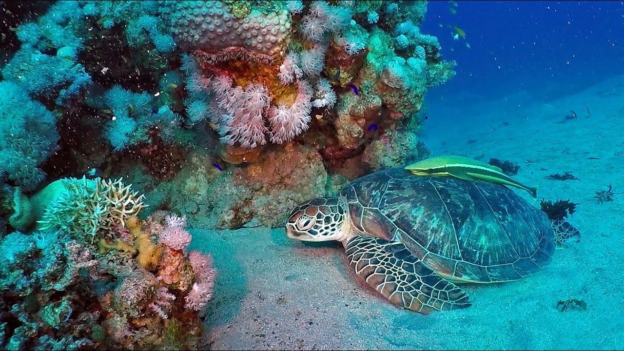 Diving in Egypt, Duiken in Egypte, Dahab, Part 2, The Islands, Mashraba ...