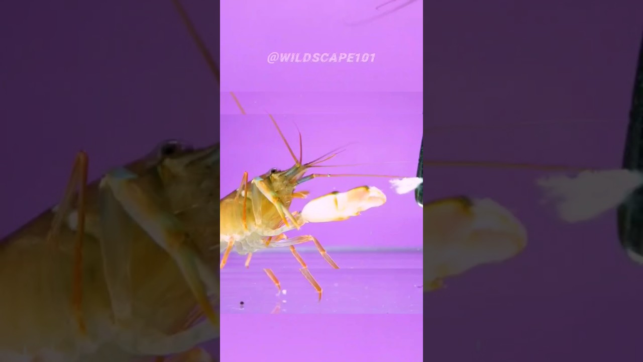 Pistol Shrimp - The Ocean Shooter #facts #wildlife - YouTube