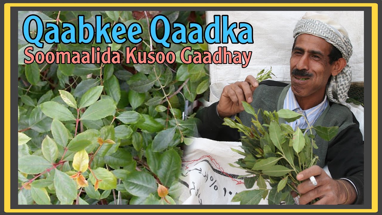 Taariikhda Qaadka Iyo Soomaalida Youtube