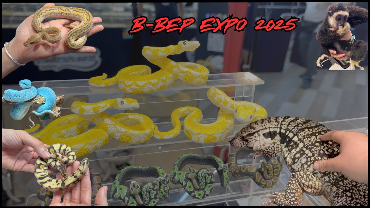 B-Bep Crazy Thailand Reptile Expo | INSANE Exotic Reptiles! - YouTube