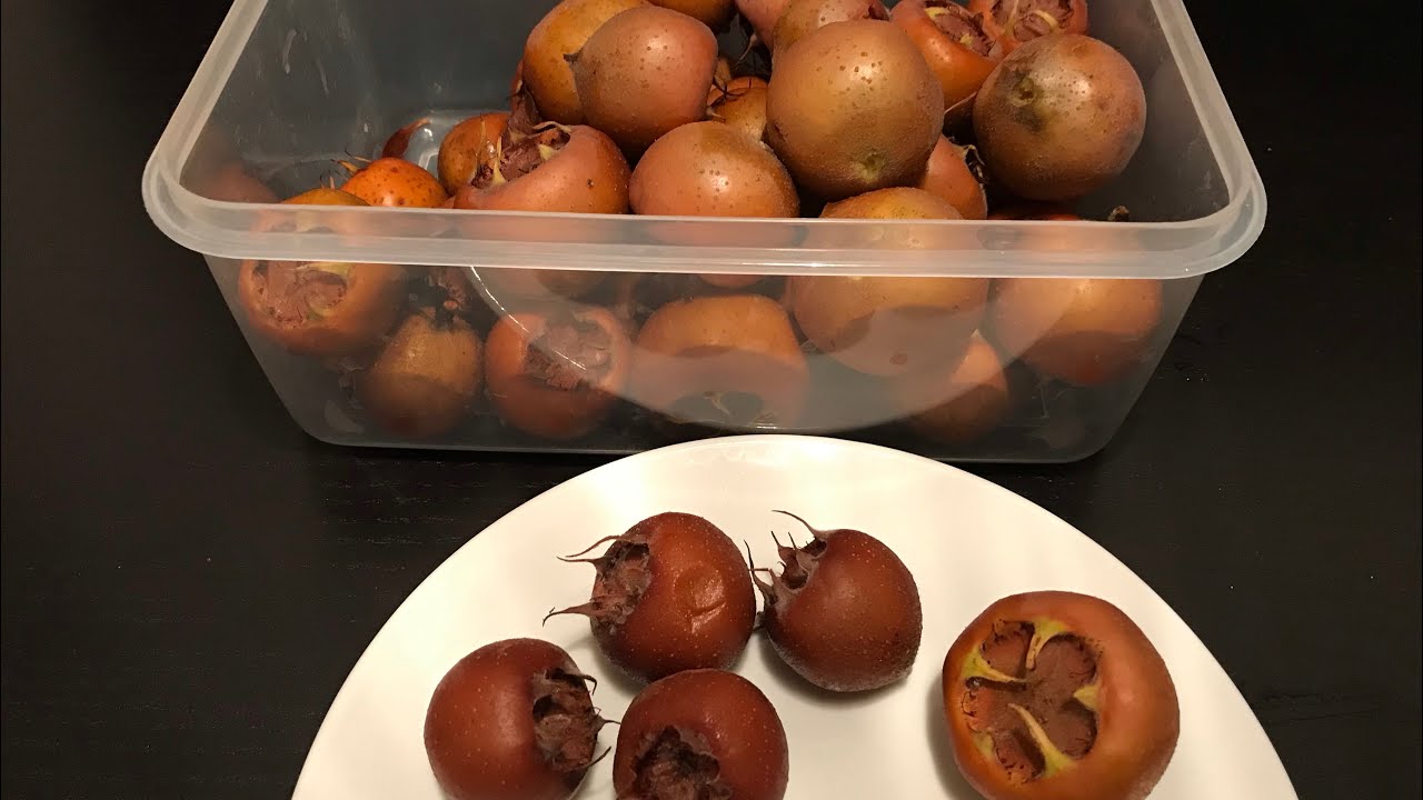 Medlar fruits harvested 3rd December, tasting a fresh ‘ripe’ fruit and ...