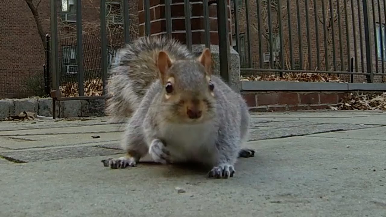New York Squirrels like pretzels as much as the humans - YouTube