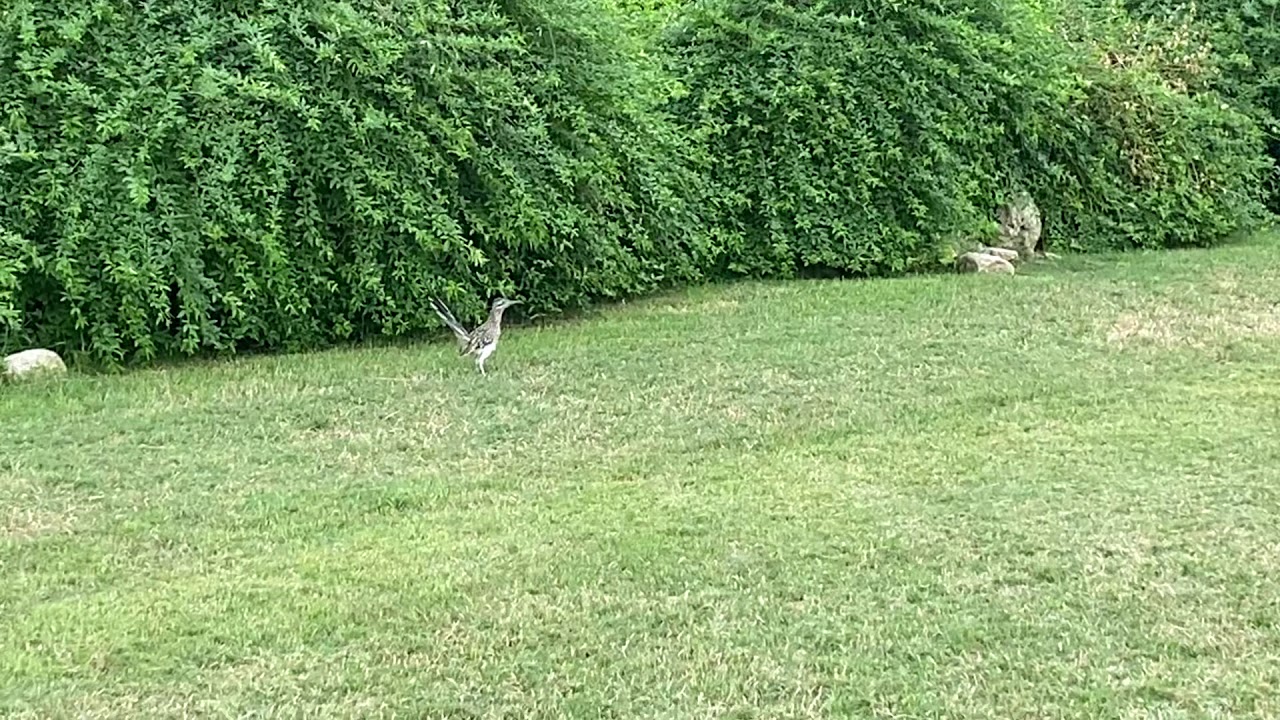 Road runner in soccer field - YouTube