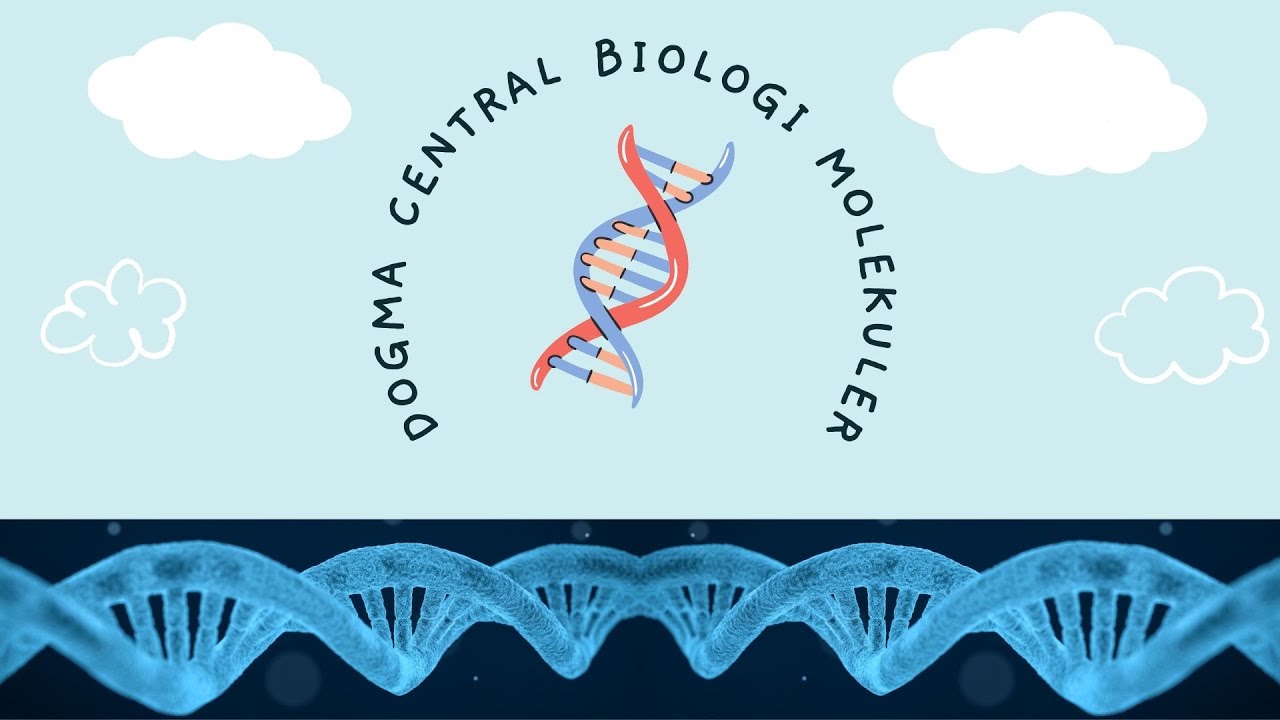 Dogma Sentral Biologi Molekuler - YouTube