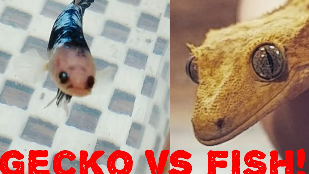 Can Crested Geckos Eat FISH!? - YouTube
