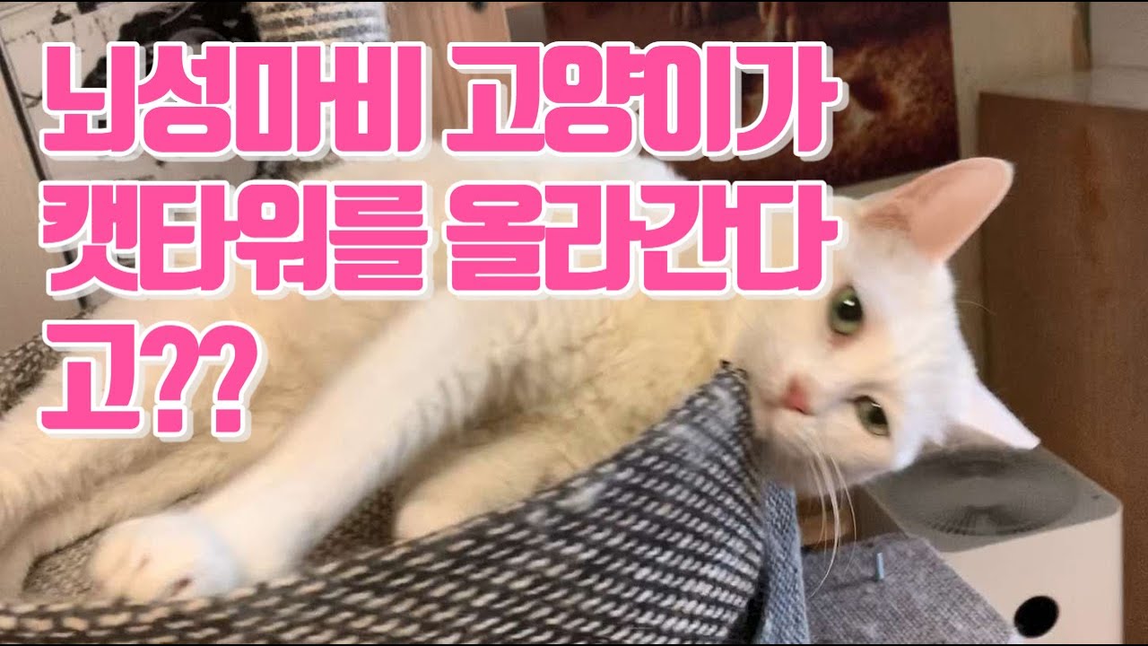 캣타워 올라가는 뇌성마비 고양이 헤나 Cerebral palsy cat / Climbing cat tower - YouTube
