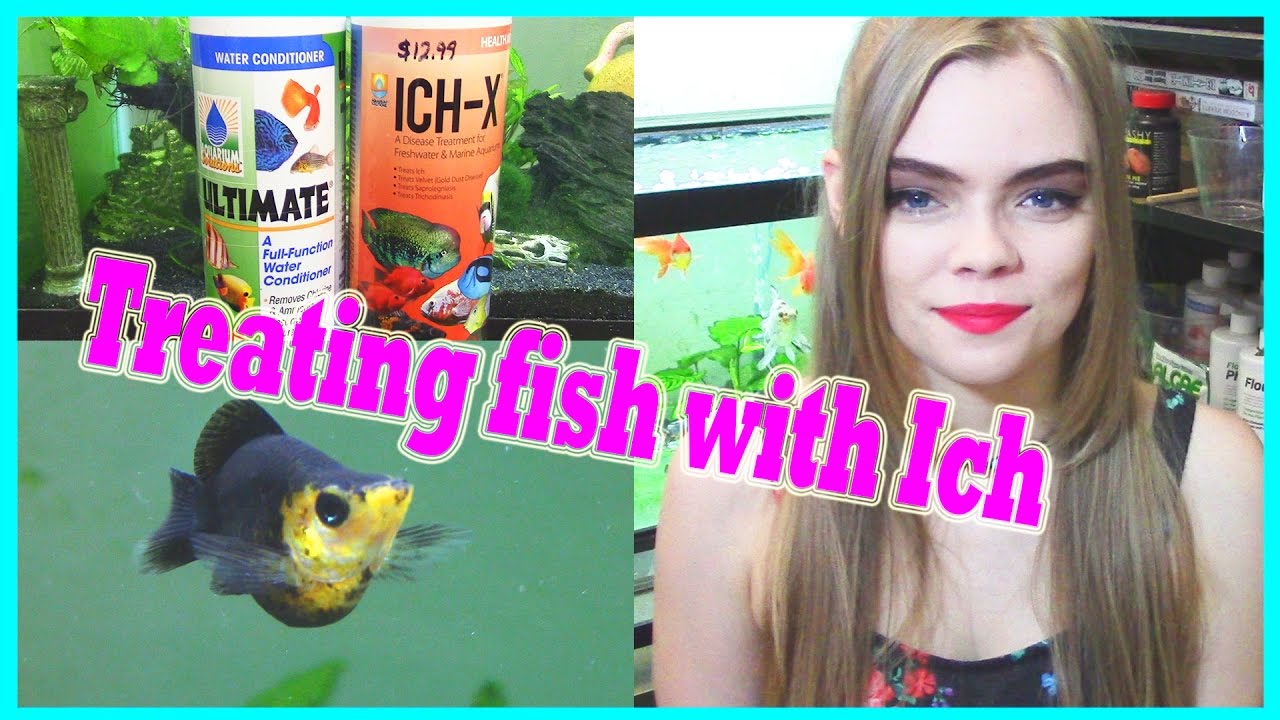HOW TO TREAT FISH WITH ICH / ICK ( WHITE SPOT DISEASE ) - YouTube