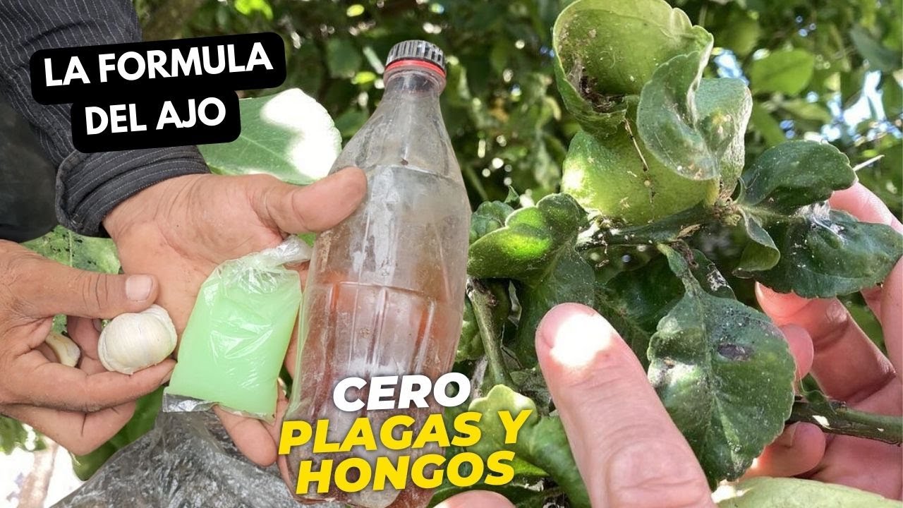 La Formula del ajo un ingrediente muy potente para las plagas y hongos ...
