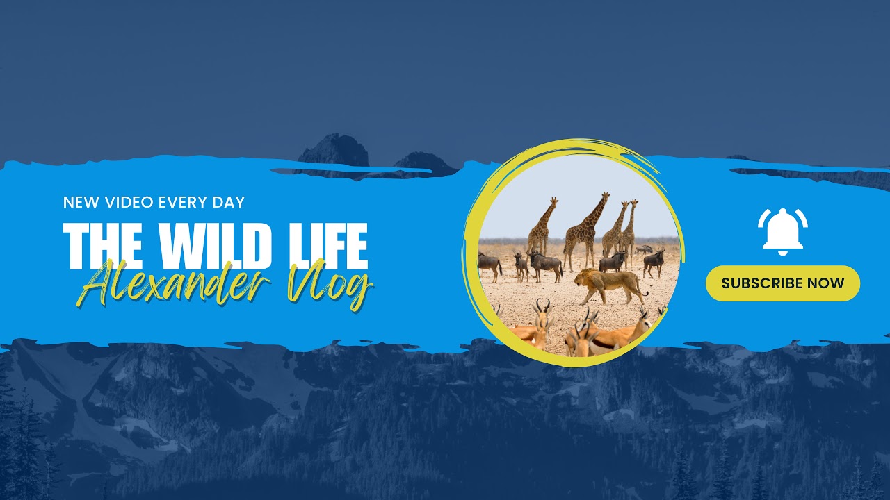 The Wild Life Live Stream - YouTube