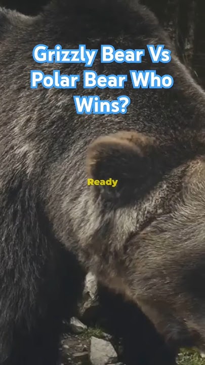 Grizzly Bear Vs Polar Bear Animal Fight Who Wins? #grizzlybear # ...