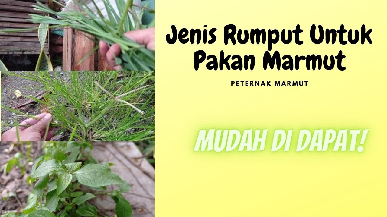 Jenis Rumput Sehat Buat Pakan Marmut - Peternak Marmut - YouTube
