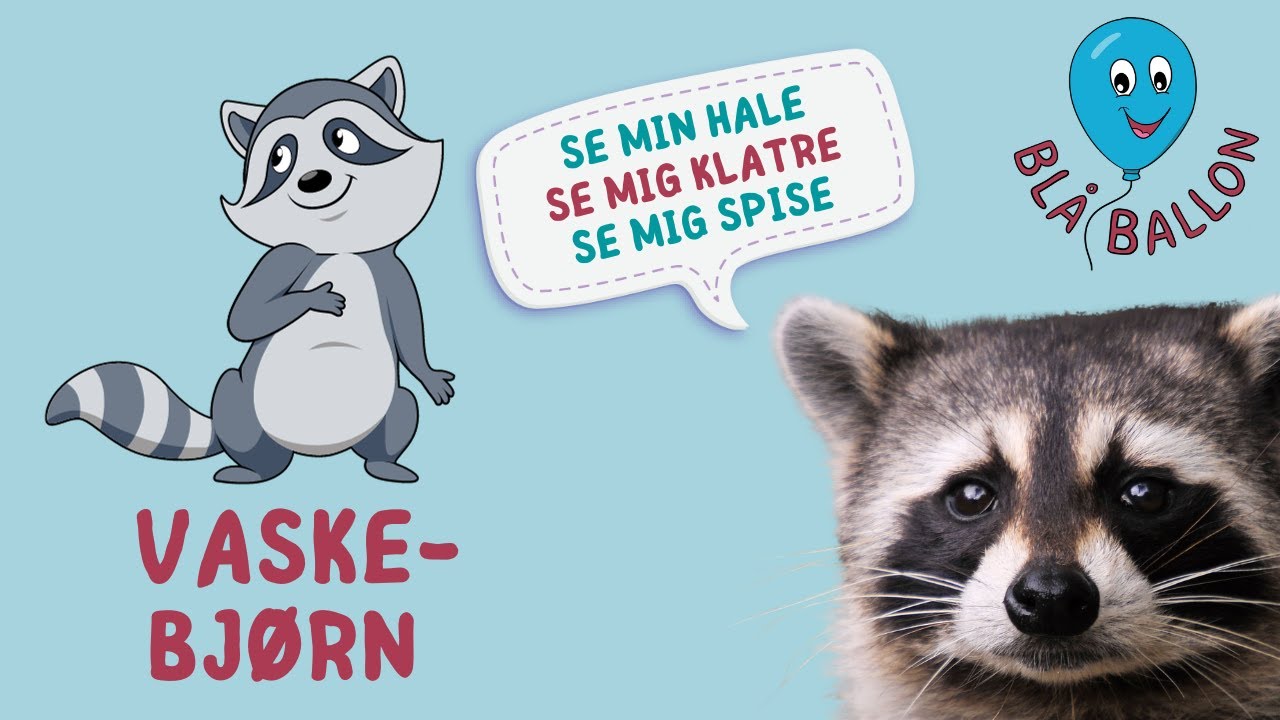 🦝Vaskebjørn🦝 Dyrefilm for børn. Lær vaskebjørnen at kende. Se ...