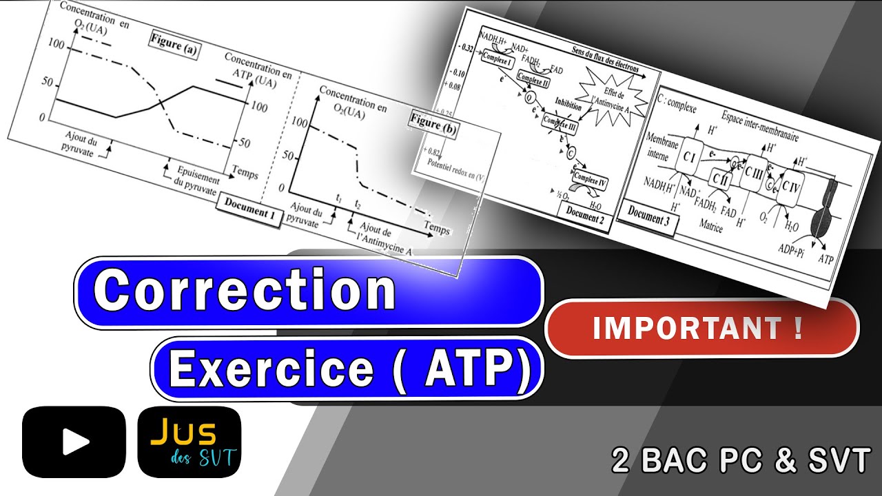 Exercice corrigé - ATP | 2 BAC PC ET SVT - Sciences de la vie et de la ...