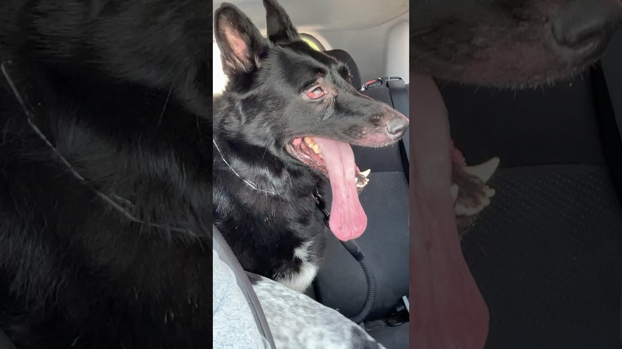 Malley and Morphious #dog #puppy - YouTube